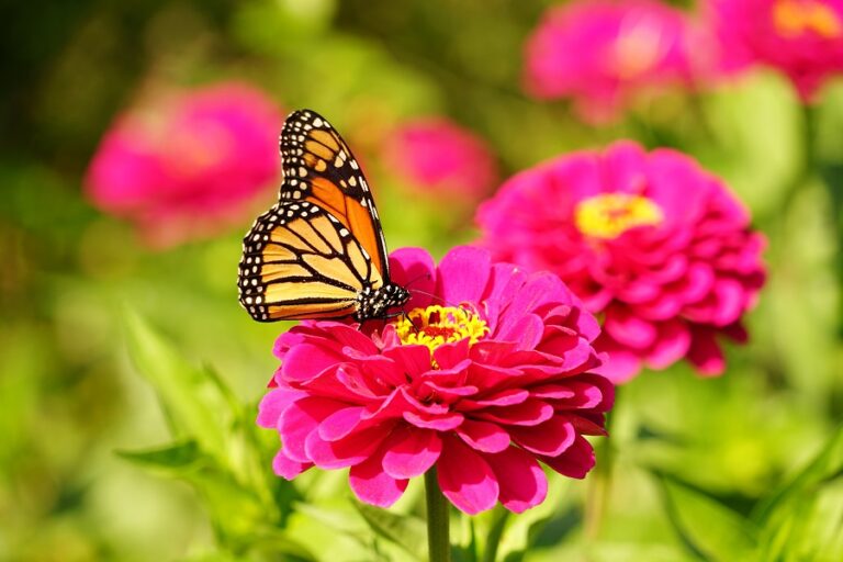 Grow Your Own Zinnia Flower Garden for Spring & Summer Season - S&S Blog
