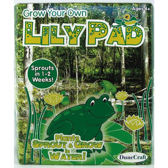 grow your own lily pad - S&S Blog