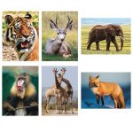 Wildlife & Jungle Themed Activity Ideas for Kids - S&S Blog