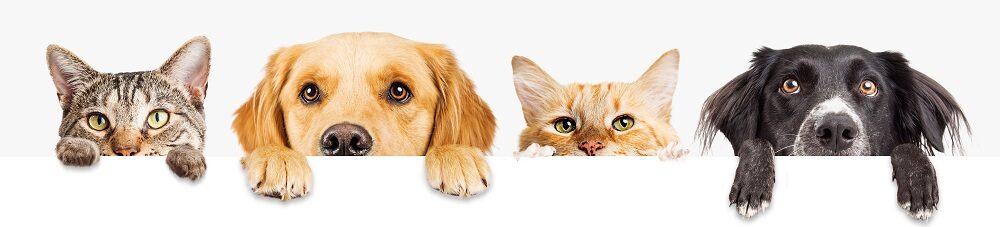 15 Pet Themed Crafts and Activities For Your Program - S&S Blog