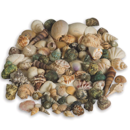 12 Seashell Crafts & Projects For Kids' Summer Programs - S&S Blog