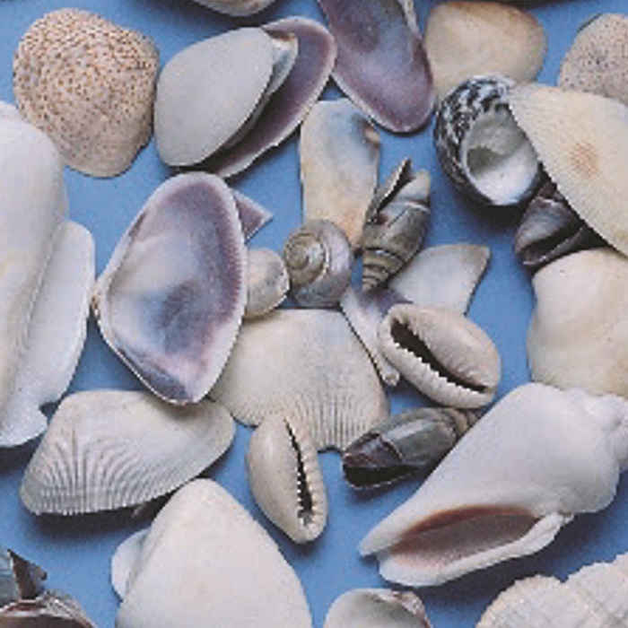 12 Seashell Crafts & Projects For Kids' Summer Programs - S&S Blog